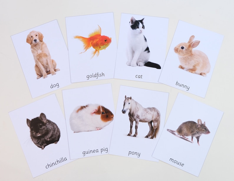 Pets flashcards • Montessori Flashcards • Vocabulary • Nomenclature ...