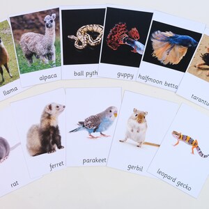 Pets flashcards • Montessori Flashcards • Vocabulary • Nomenclature ...