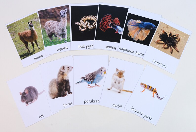 Pets flashcards • Montessori Flashcards • Vocabulary • Nomenclature ...