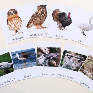 Bird Flashcards • Montessori Flashcards • Vocabulary • Nomenclature ...