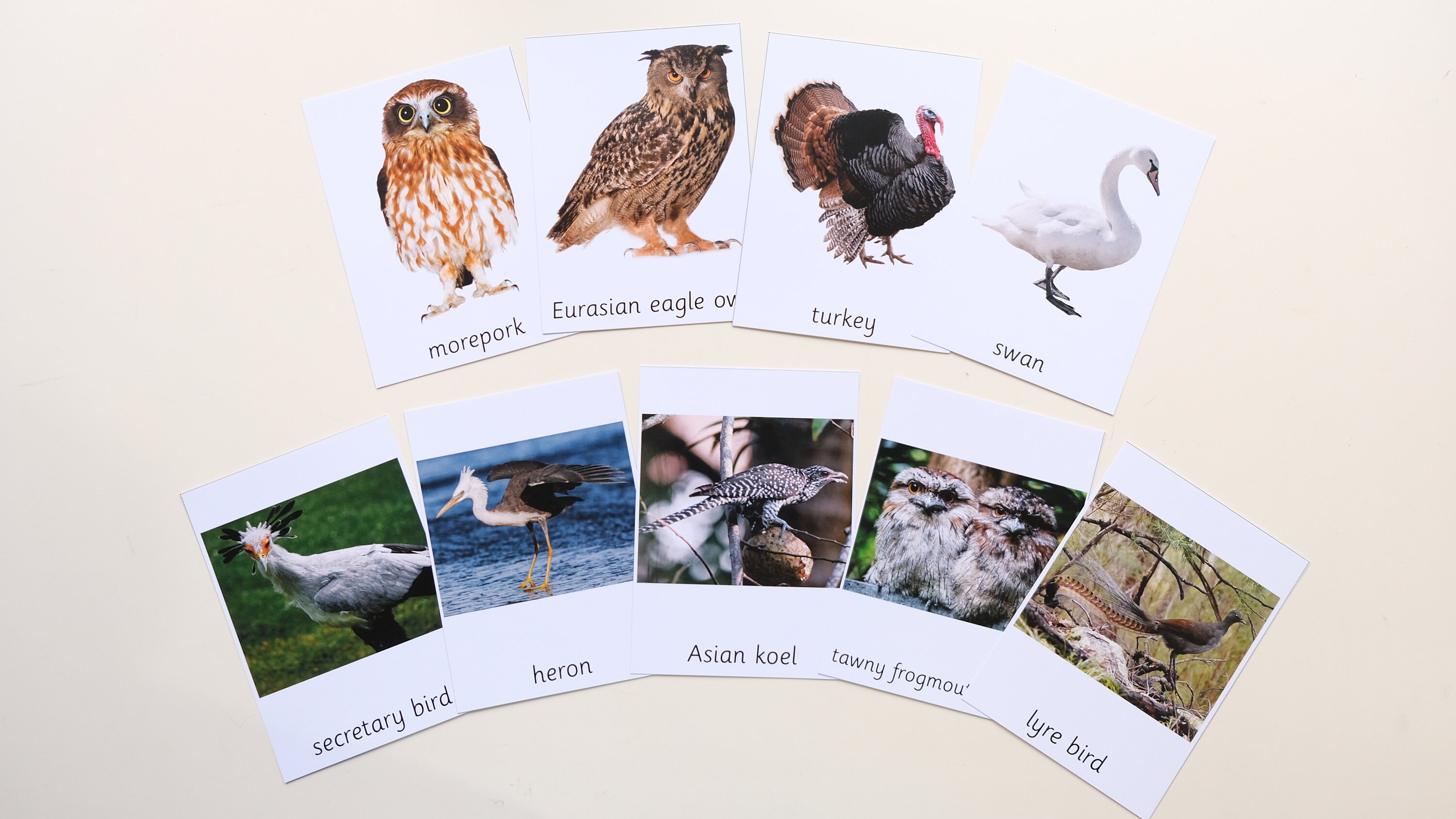 Bird Flashcards • Montessori Flashcards • Vocabulary • Nomenclature ...