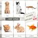 Pets flashcards • Montessori Flashcards • Vocabulary • Nomenclature ...