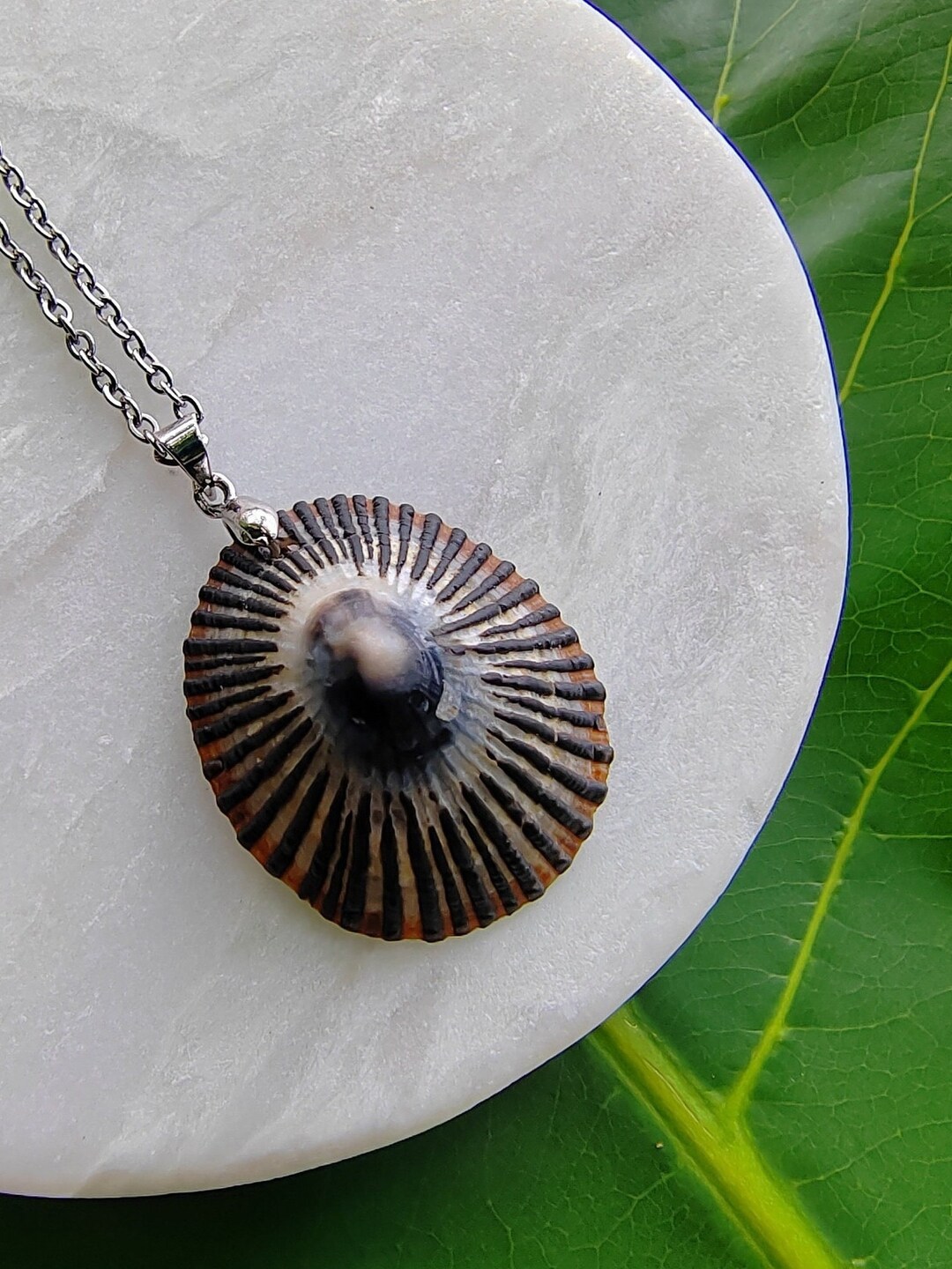 Aloha Chic: Stainless Steel Limpet Opihi Seashell Necklace - Etsy