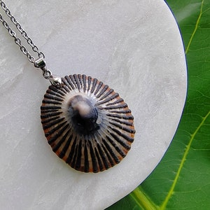 Aloha Chic: Stainless Steel Limpet Opihi Seashell Necklace - Etsy