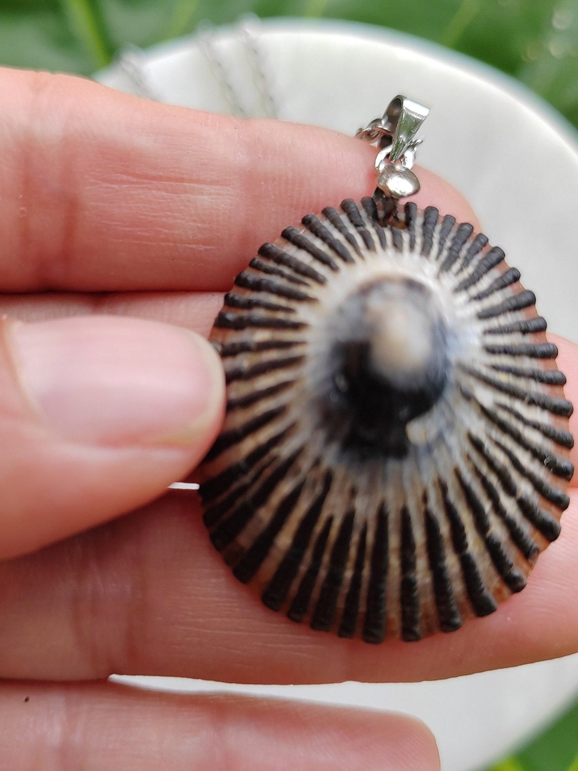 Aloha Chic: Stainless Steel Limpet Opihi Seashell Necklace - Etsy