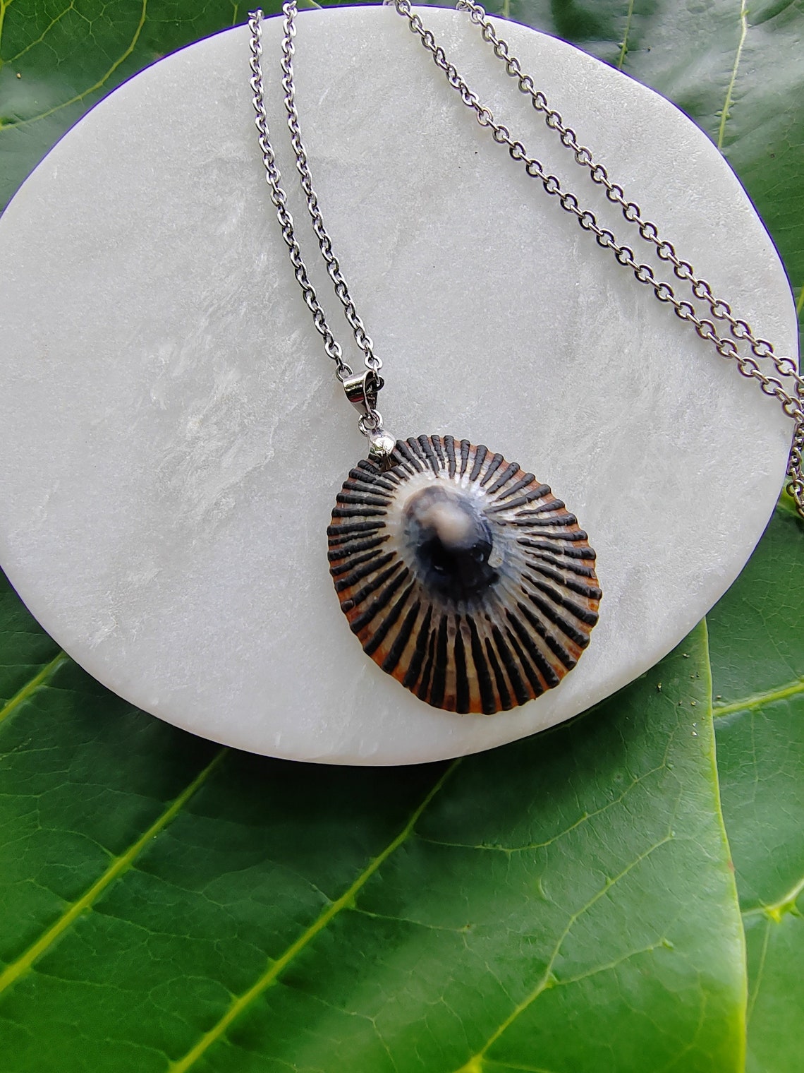 Aloha Chic: Stainless Steel Limpet Opihi Seashell Necklace - Etsy