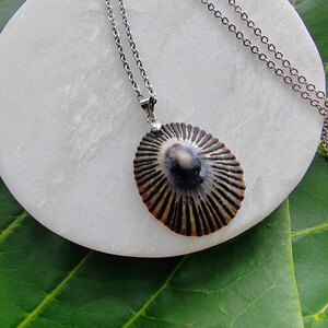 Aloha Chic: Stainless Steel Limpet Opihi Seashell Necklace - Etsy