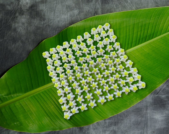 Real Hawaiian Crown Flower Lei, Puakalaunu, Preserved Flowers, Dried ...