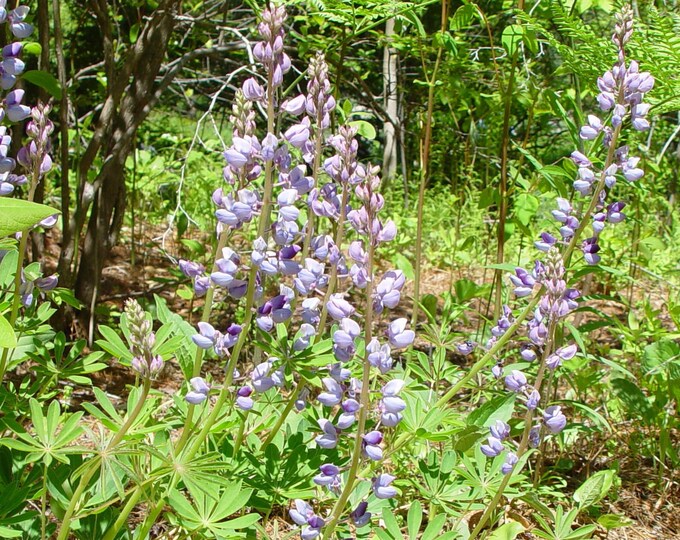 4 Live Wild Lupine Plants, Lupinus Perennis - Etsy