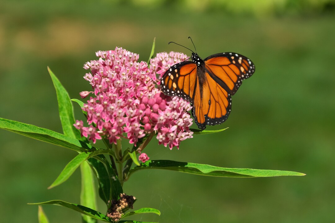 4 Live Swamp Milkweed Plants, Asclepias Incarnata - Etsy