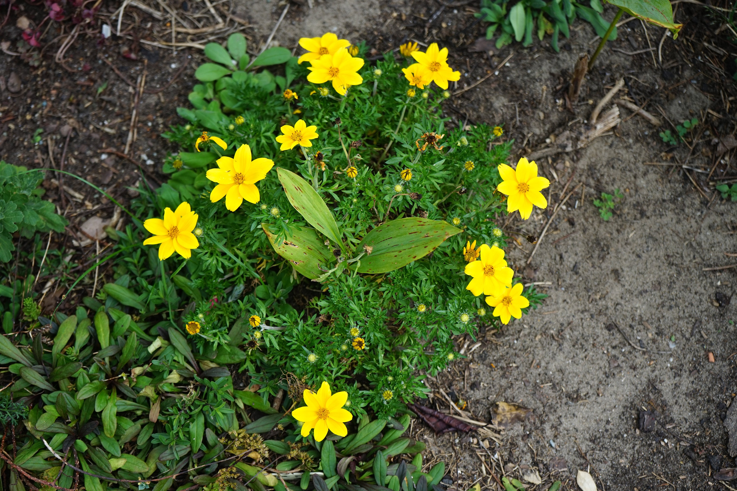 4 Live Prairie Coreopsis Plants, Coreopsis Palmata - Etsy
