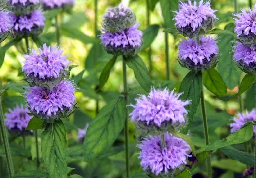 4 Live Downy Wood Mint Plants, Blephilia Ciliata - Etsy