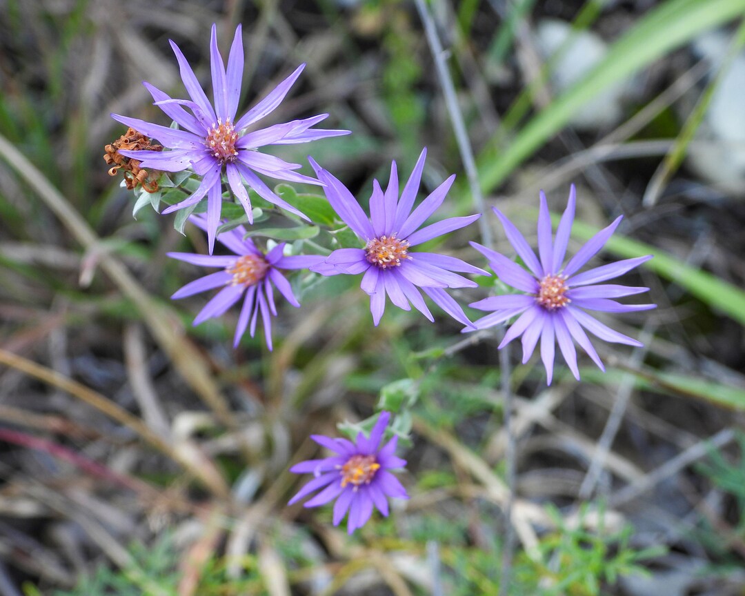 4 Live Silky Aster Plants, Symphyotrichum Sericeum - Etsy