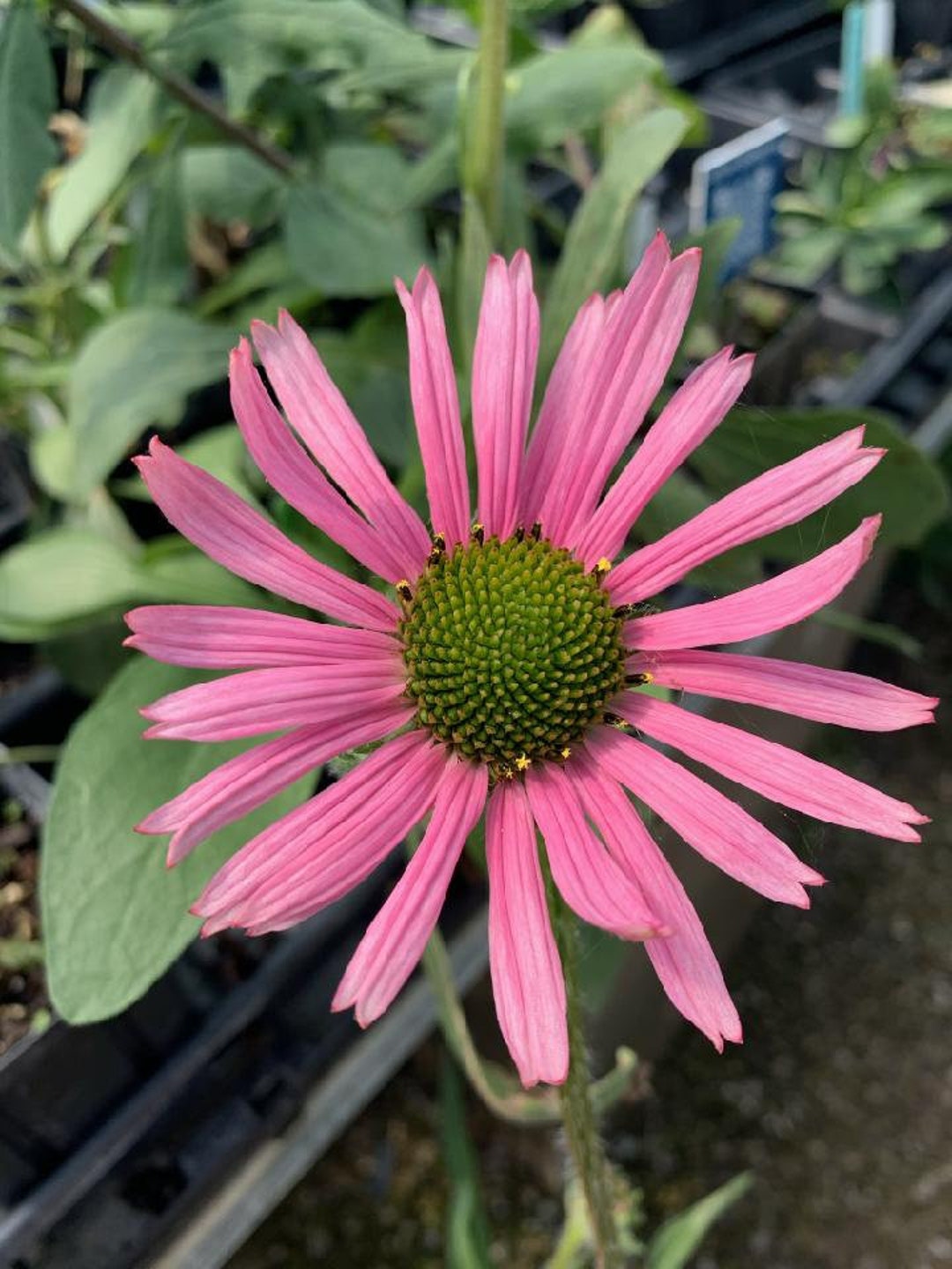 4 Live Tennessee Coneflower Plants, Echinacea Tennesseensis - Etsy