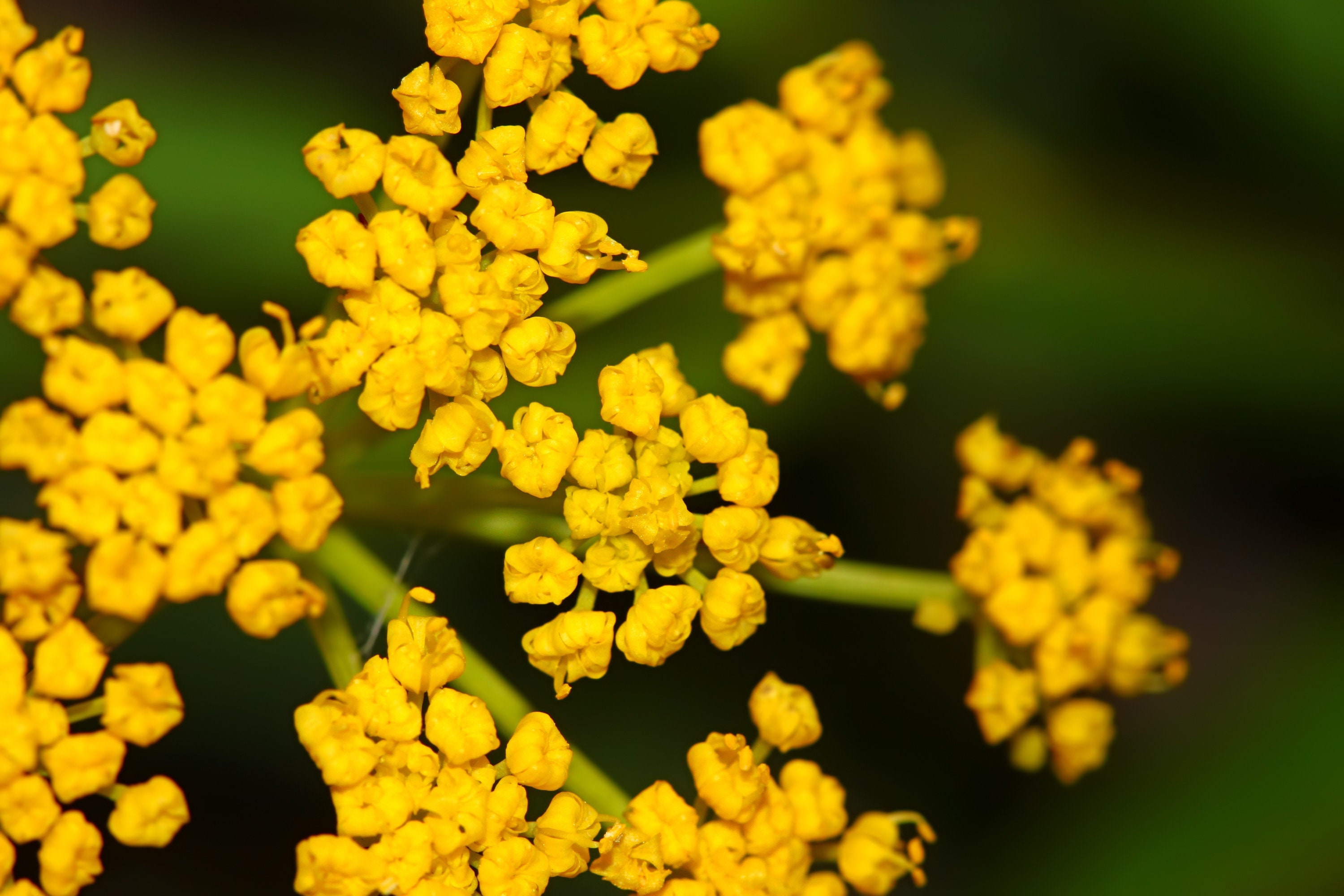 4 Live Golden Alexanders Plants, Zizia Aurea - Etsy