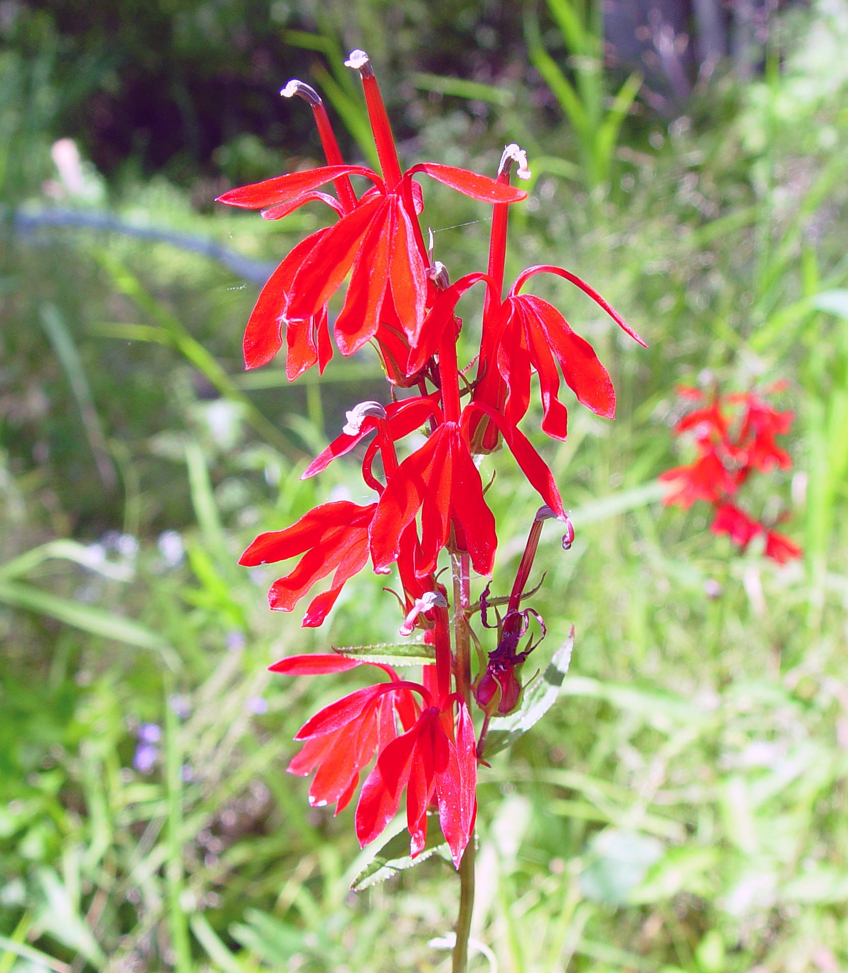 4 Live Cardinal Flower Plants, Lobelia Cardinalis - Etsy