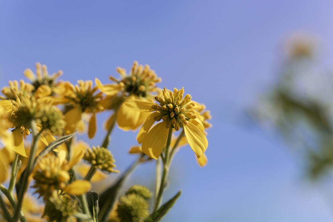 4 Live Wingstem Plants, Verbesina Alternifolia - Etsy