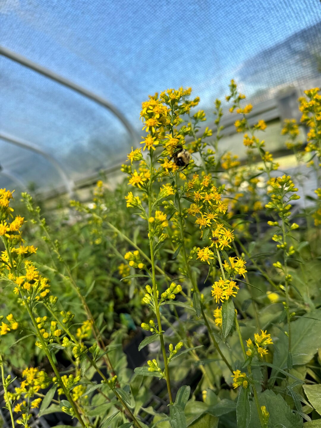 4 Live Cliff Goldenrod Plants, Solidago Sciaphila - Etsy