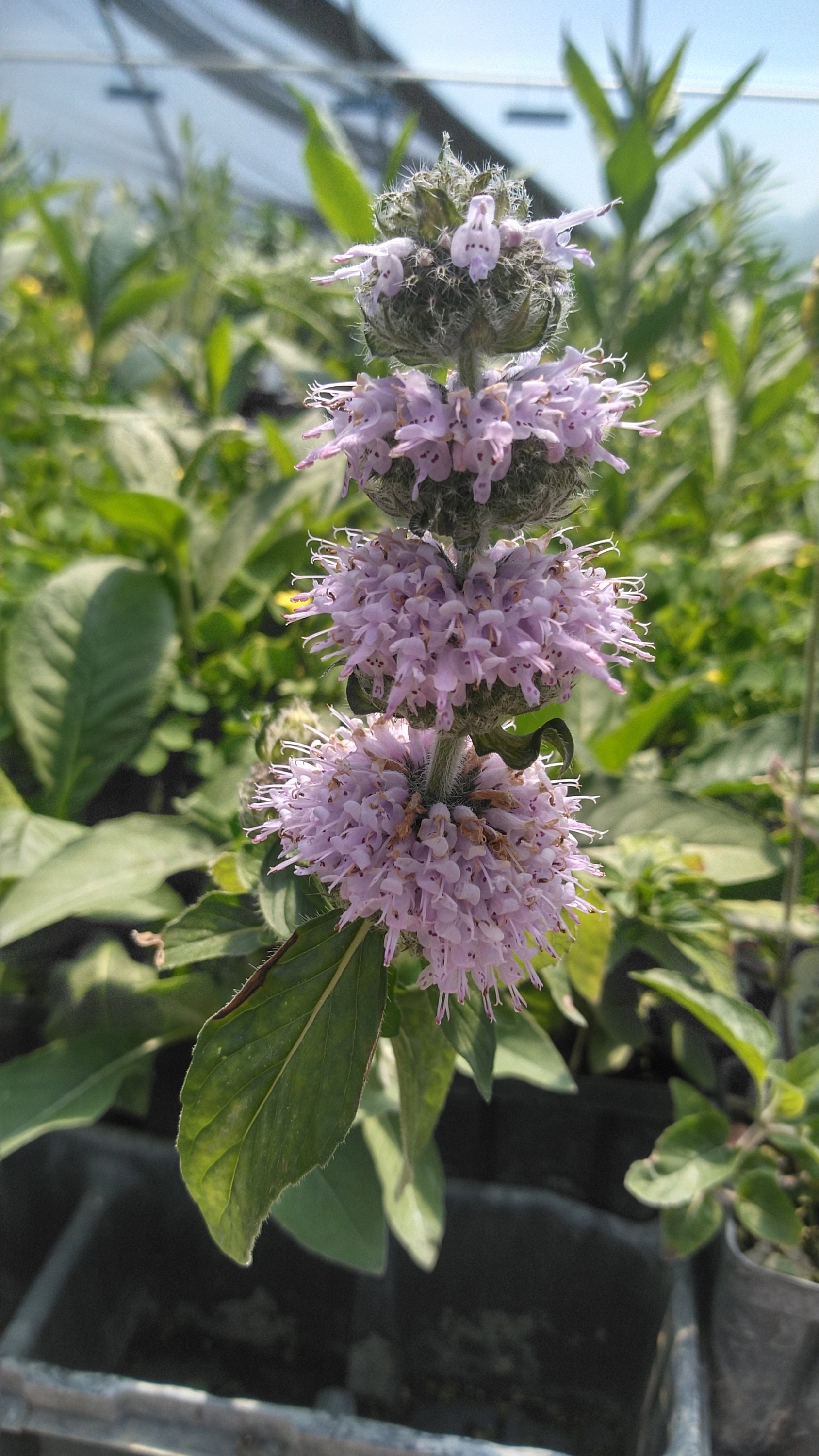 4 Live Downy Wood Mint Plants, Blephilia Ciliata - Etsy