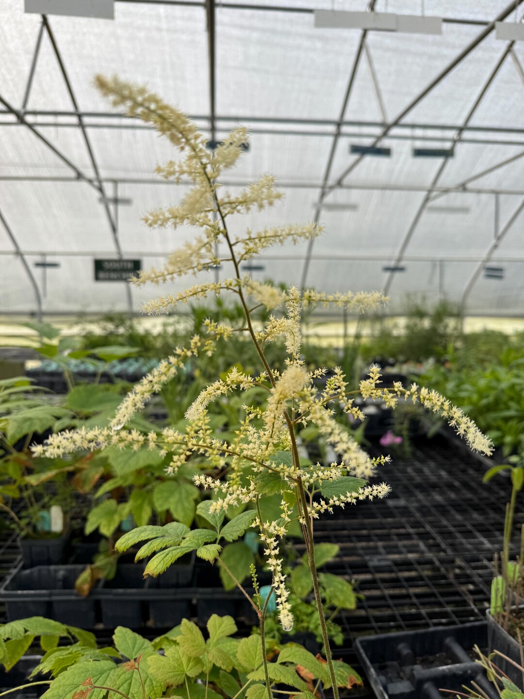 4 Live Goat's Beard Plants, Aruncus Dioicus - Etsy