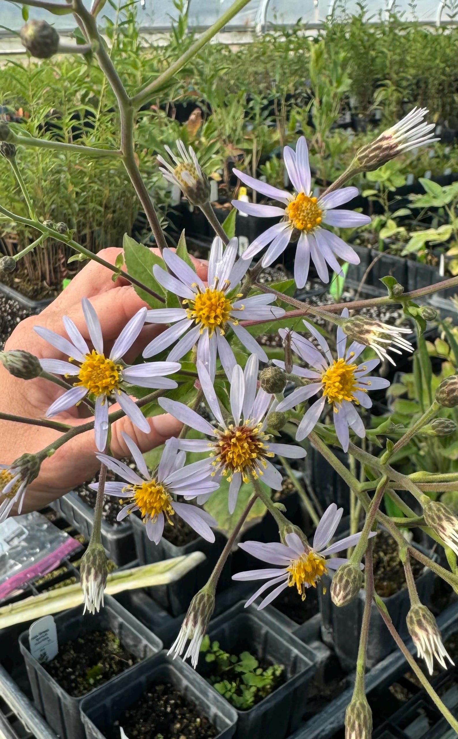 4 Live Big-leaved Aster, Eurybia Macrophylla Plants - Etsy