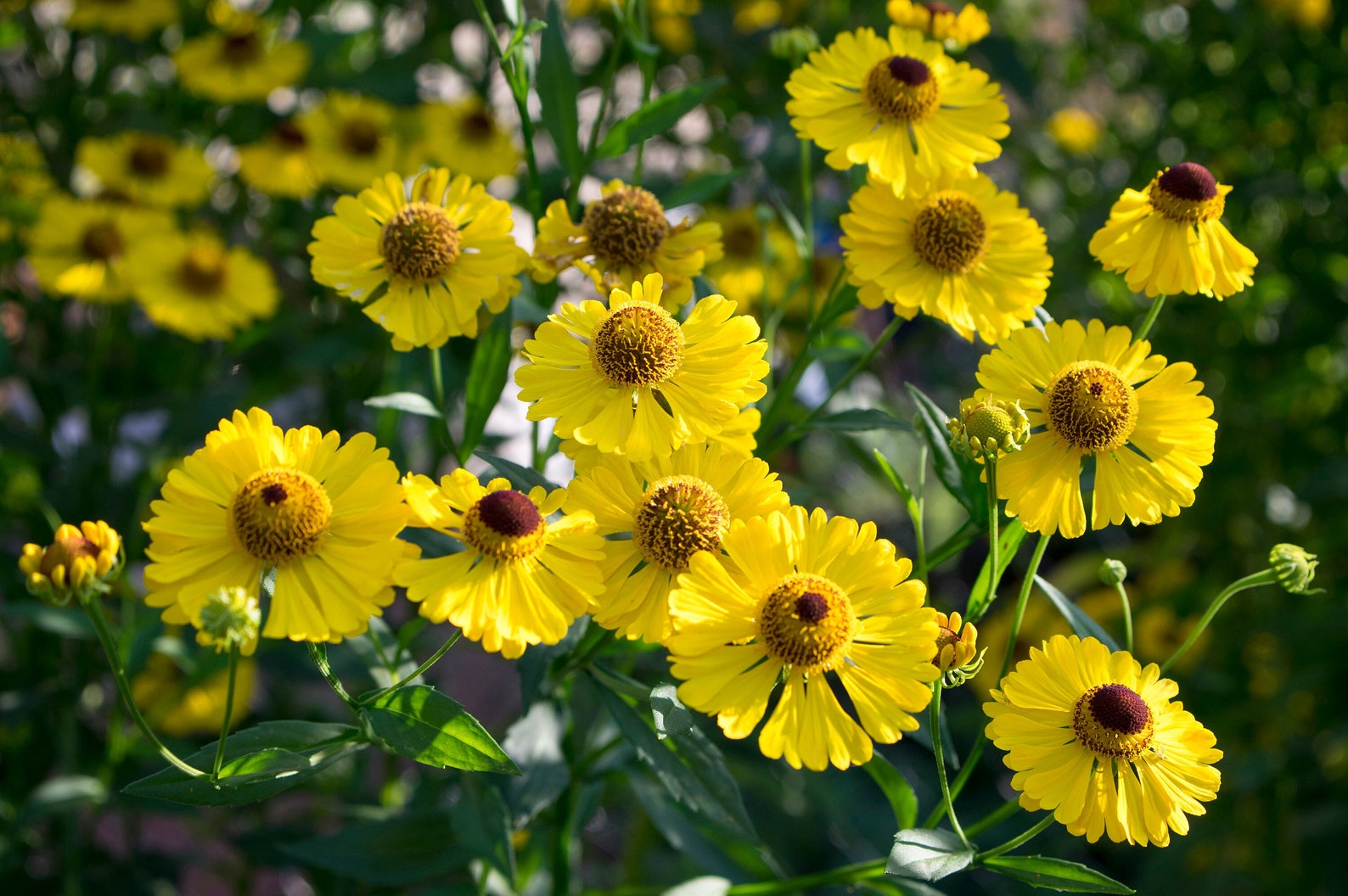 4 Live Sneezeweed Plants, Helenium Autumnale - Etsy