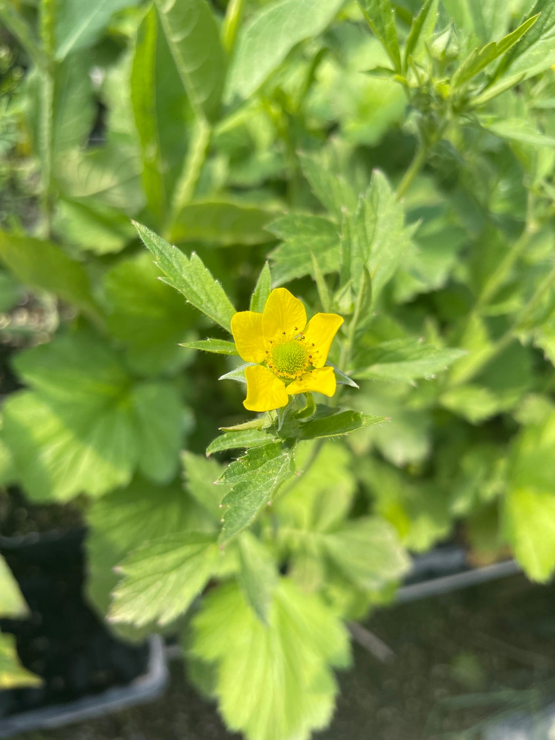 4 Live Yellow Avens, Geum Aleppicum Plants - Etsy