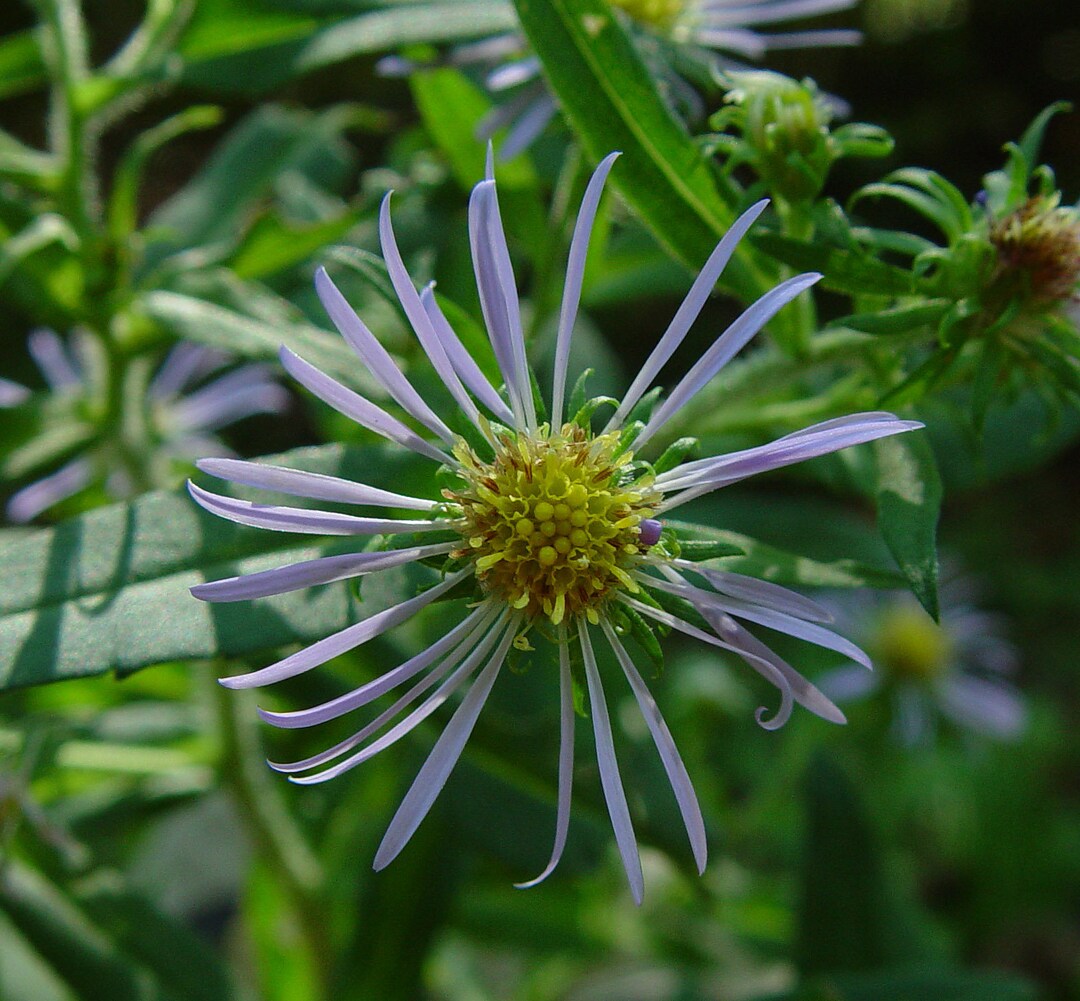 4 Live Swamp Aster Plants, Symphyotrichum Puniceum - Etsy