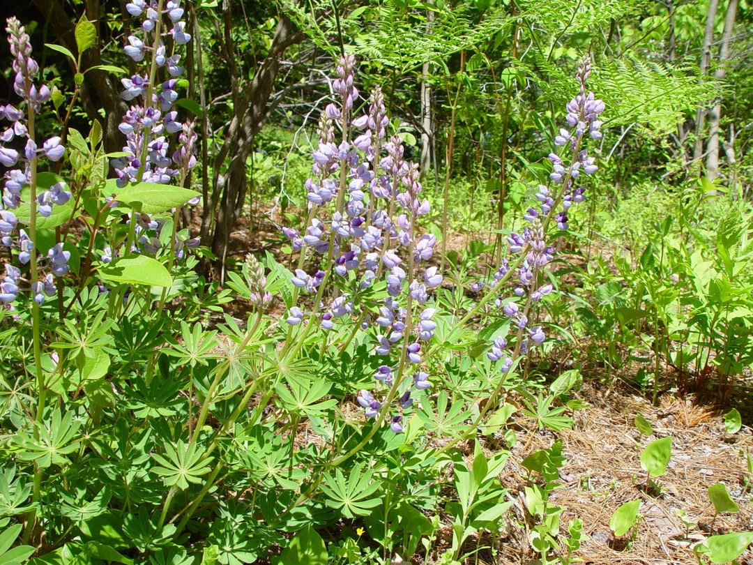 4 Live Wild Lupine Plants, Lupinus Perennis - Etsy