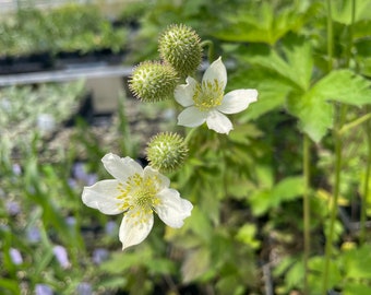 Thimbleweed, Tall Anemone anemone Virginiana - Etsy