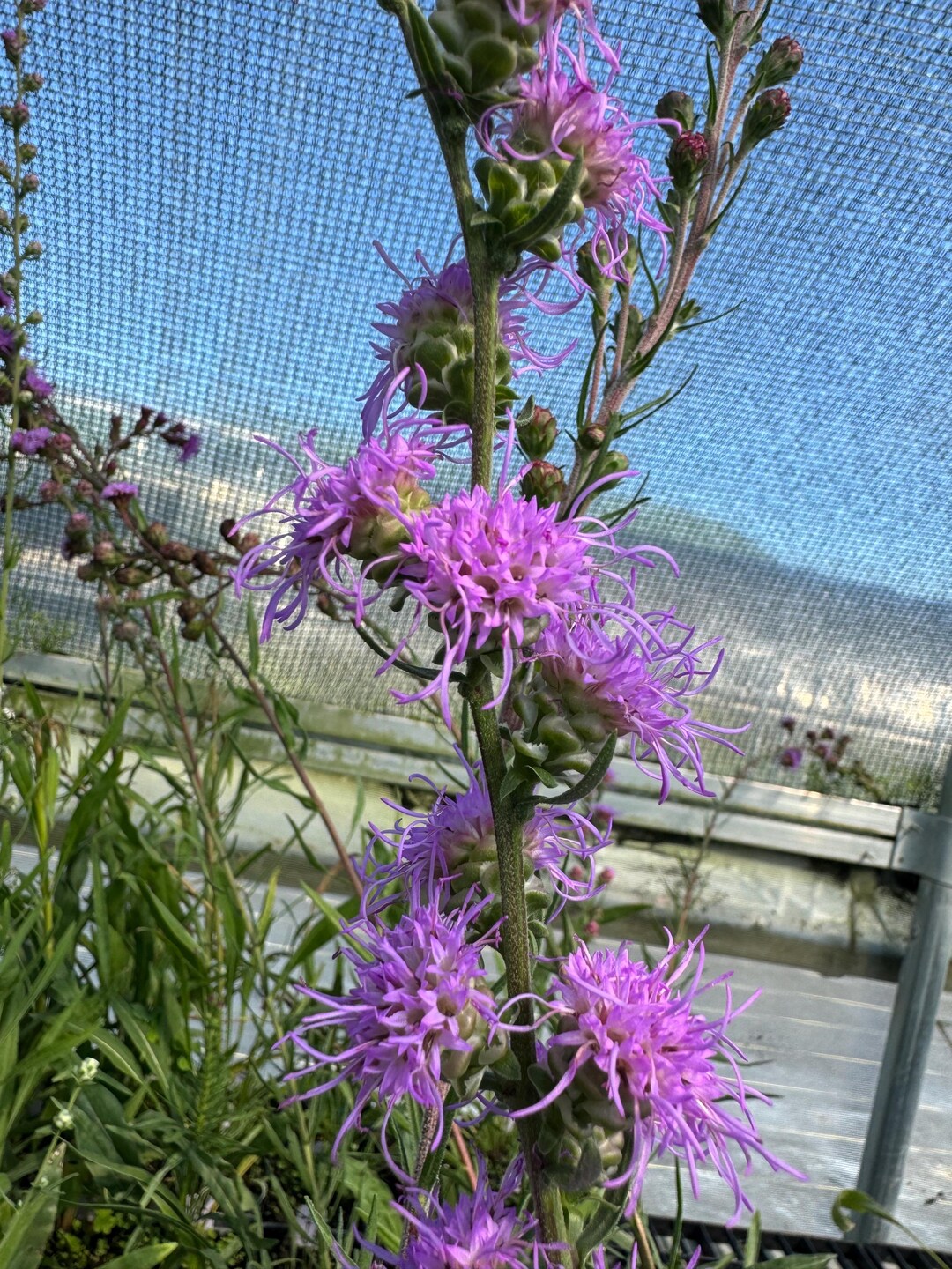 4 Live Button Blazing Star Plants, Liatris Aspera - Etsy
