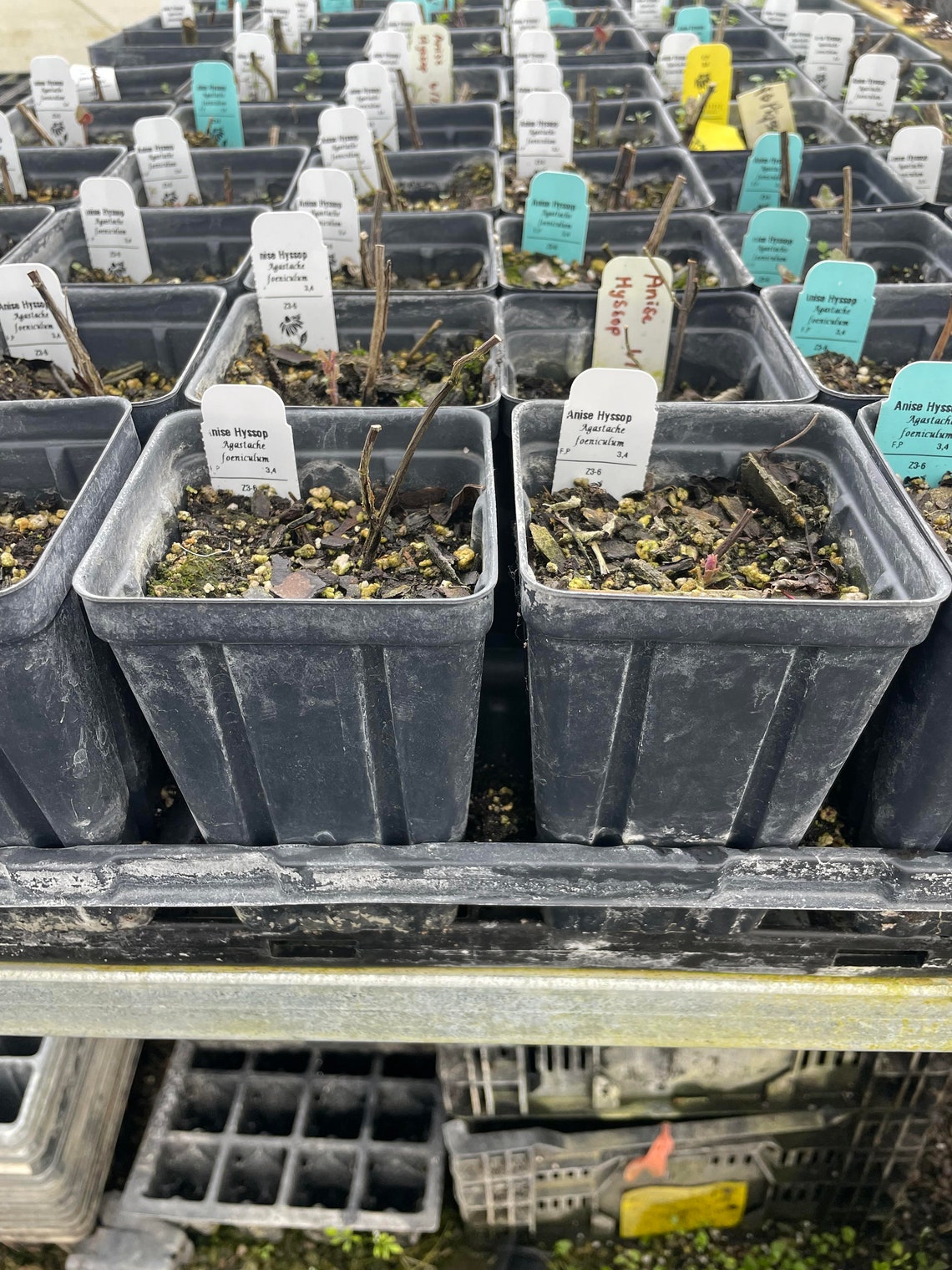 4 Live Calico Aster Plants, Symphotrichum Laterifloum - Etsy