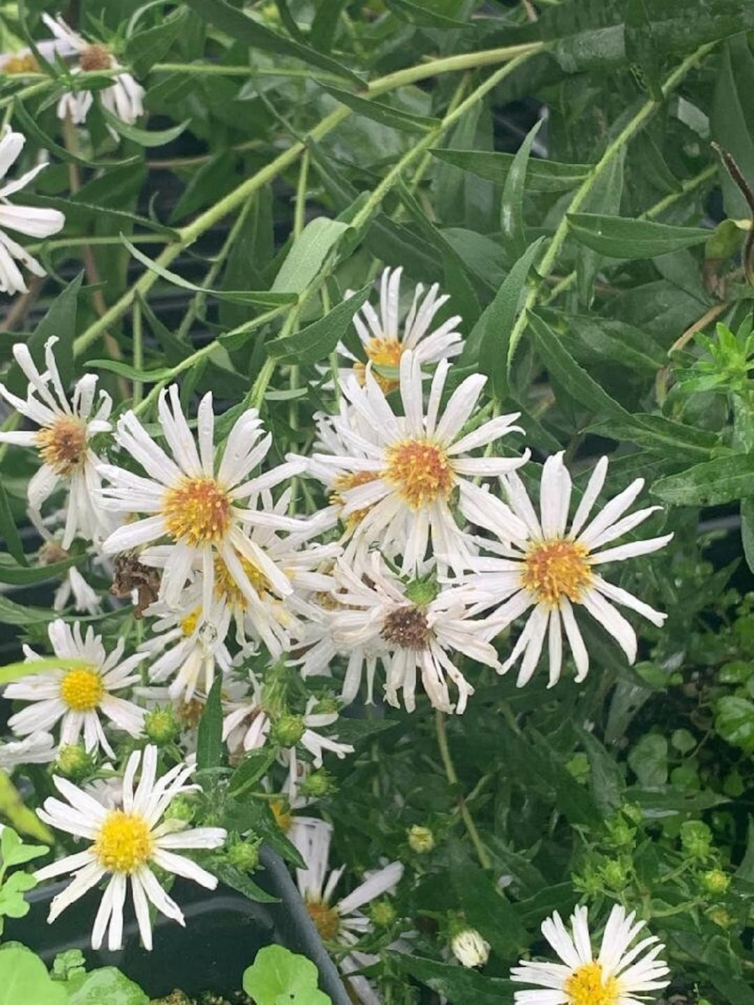 4 Live Shining Aster Plants, Symphyotrichum Firmum - Etsy