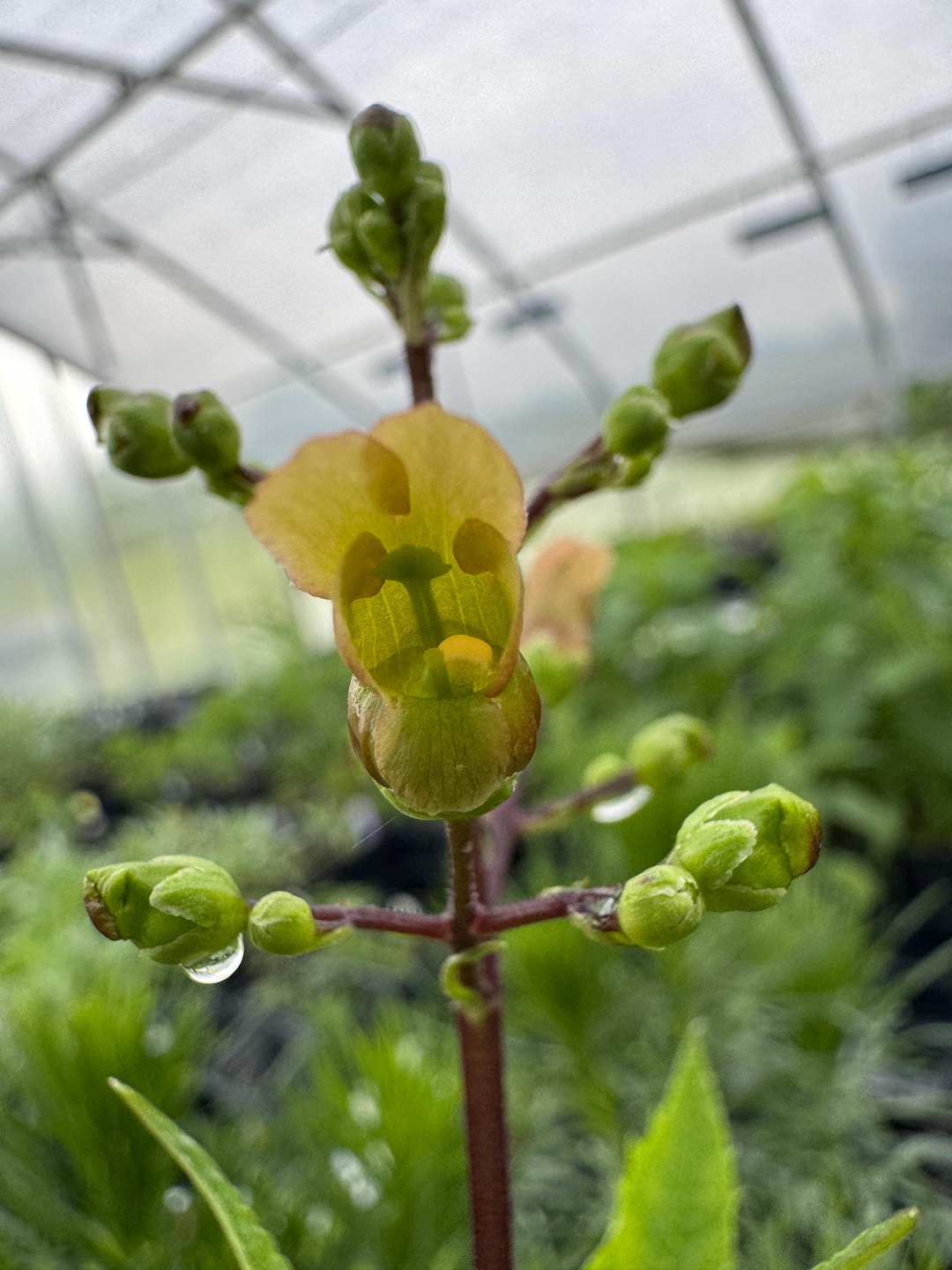 4 Live Early Figwort Plants, Scrophularia Lanceolata - Etsy