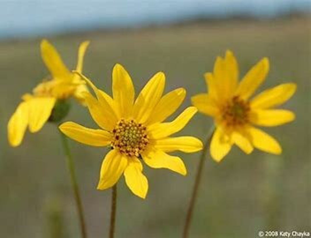4 Live Western Sunflower Plants, Helianthus Occidentalis - Etsy