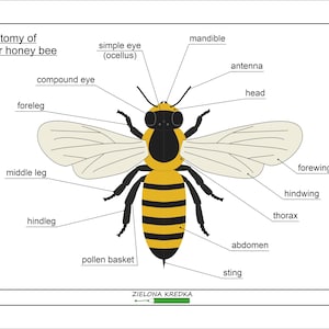 Honey Bee Anatomy Diagram – Printable Montessori Activity for Kids PDF ...