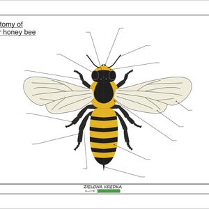 Honey Bee Anatomy Diagram: Kids' Activity Pages (educational PDF) - Etsy