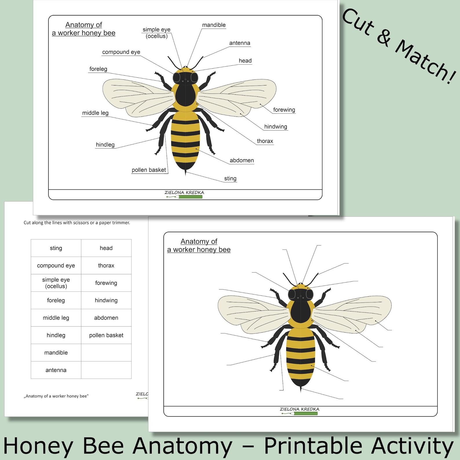 Honey Bee Anatomy Diagram – Printable Montessori Activity for Kids PDF ...