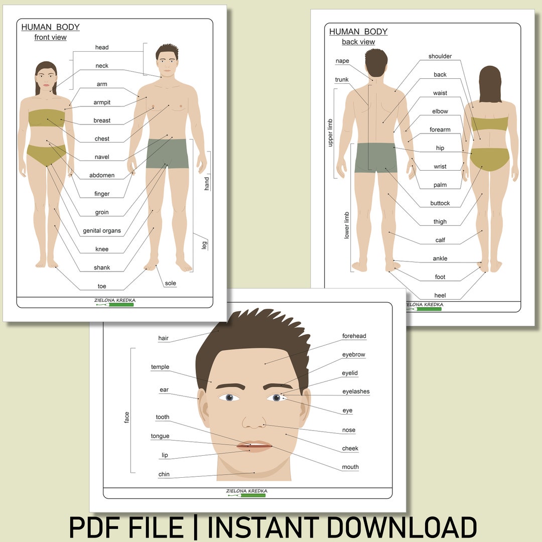Human Body, Learning About Parts of a Human Body, Printable Learning ...