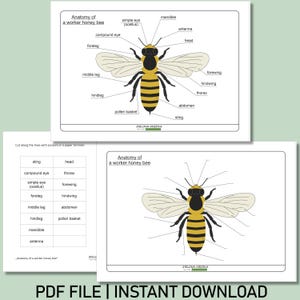 Honey Bee Anatomy Diagram: Kids' Activity Pages (educational PDF) - Etsy