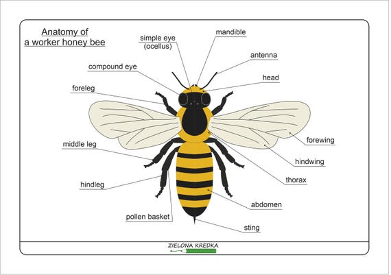 Póster De Anatomía De La Abeja Bee Anatomy Poster Etsy México