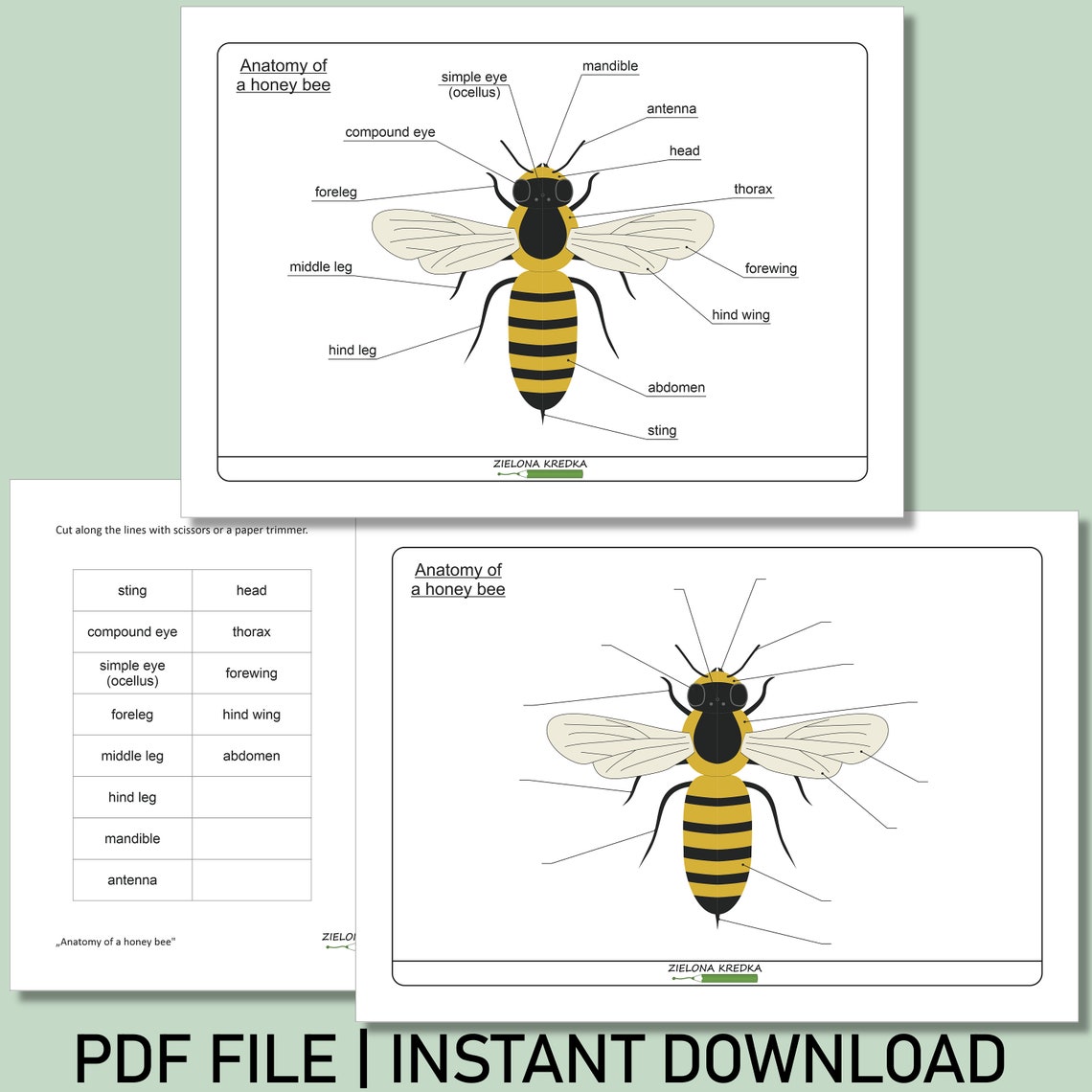 Anatomy of a Honey Bee, Learning About Parts of a Bee, Printable ...