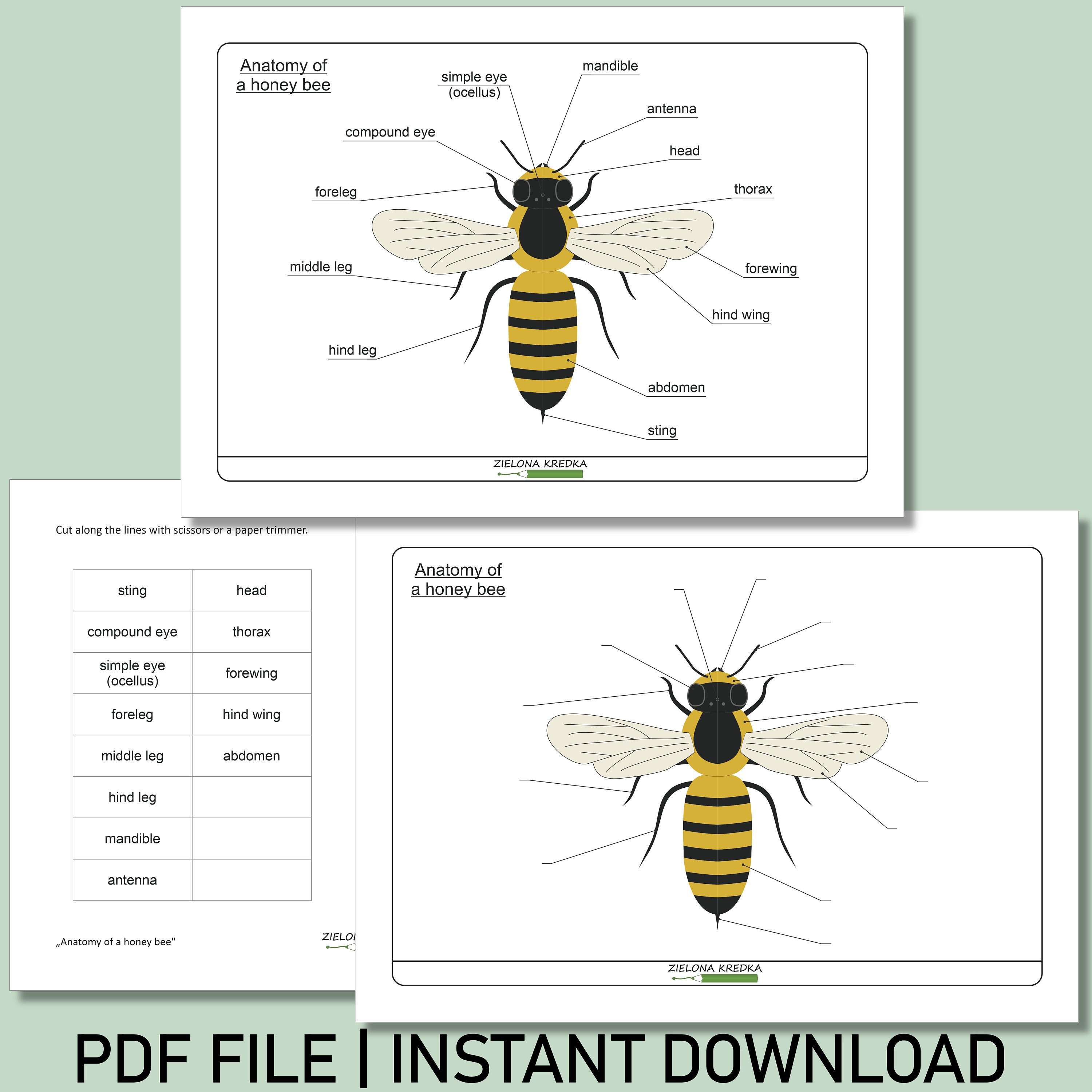 Anatomy of a Honey Bee, Learning About Parts of a Bee, Printable ...