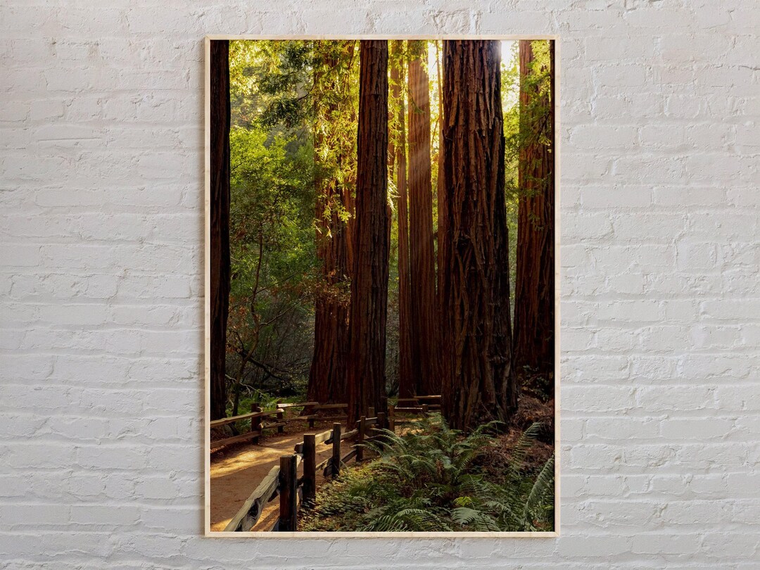 Real Photo, Muir Woods National Monument Print, Muir Woods Wall Art ...