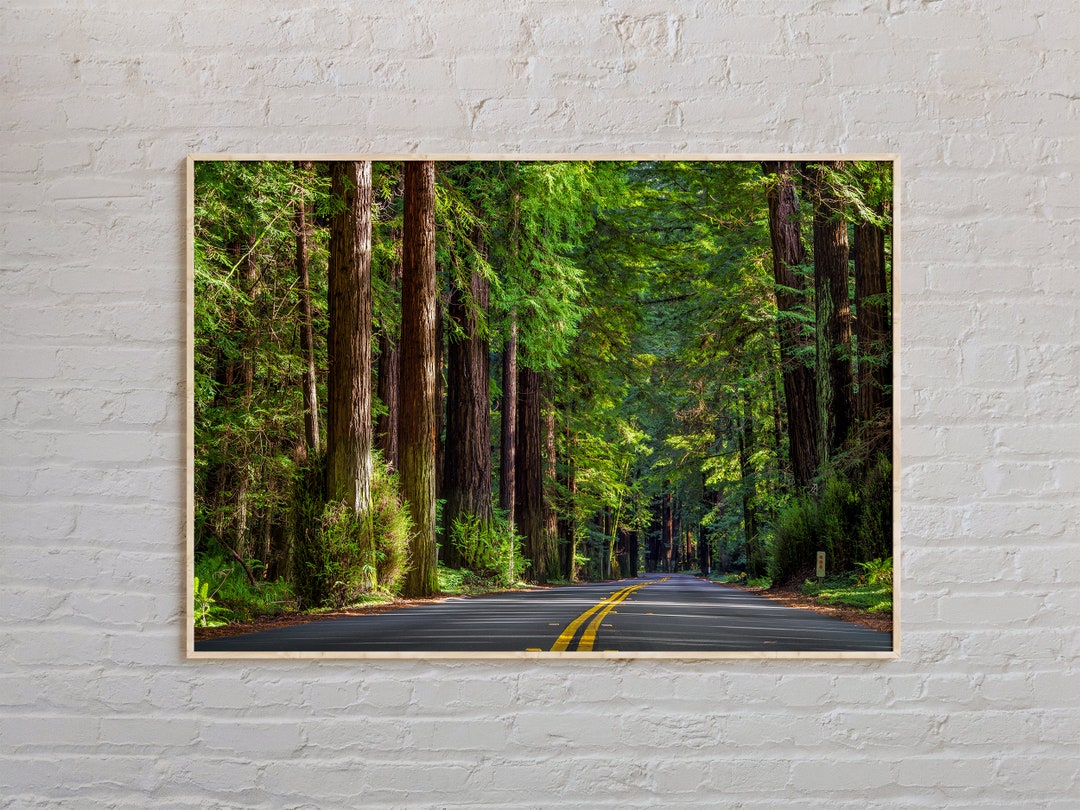 Real Photo, Redwoods Print, Redwoods Wall Art, Redwoods Poster ...