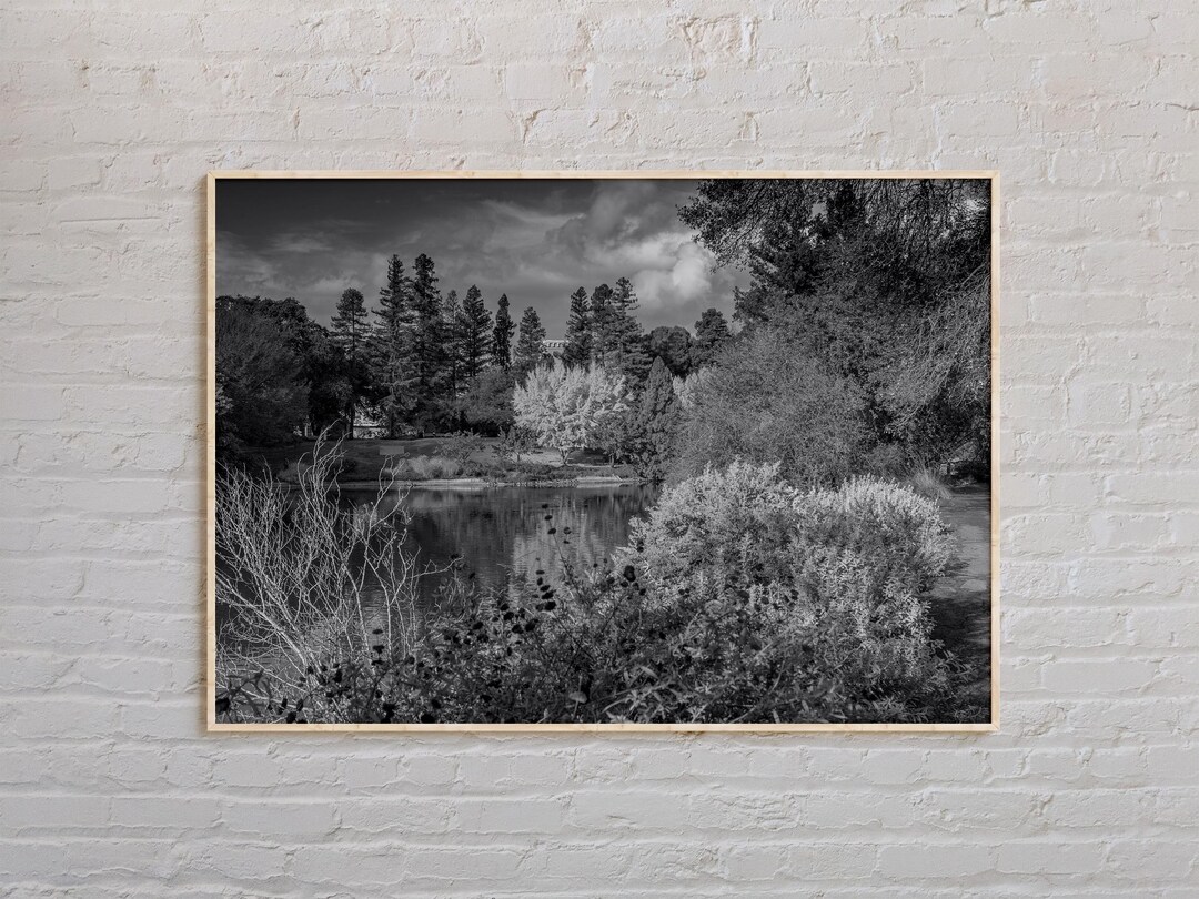 Black and White, Davis Print, Davis Wall Art, Davis Poster, Davis Photo ...