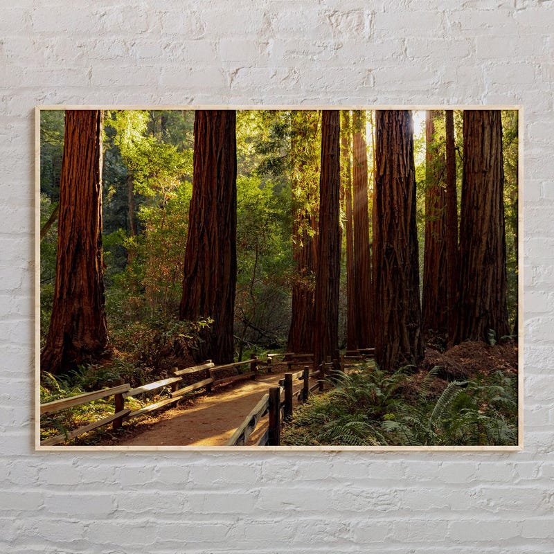 Muir Woods Photo Poster - Etsy