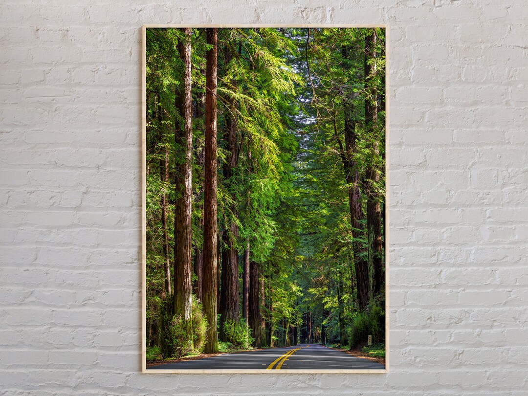 Real Photo, Redwoods Print, Redwoods Wall Art, Redwoods Poster ...