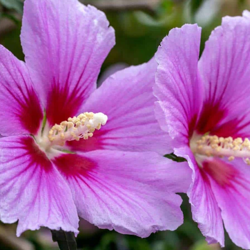 Rose of Sharon Plants - Etsy