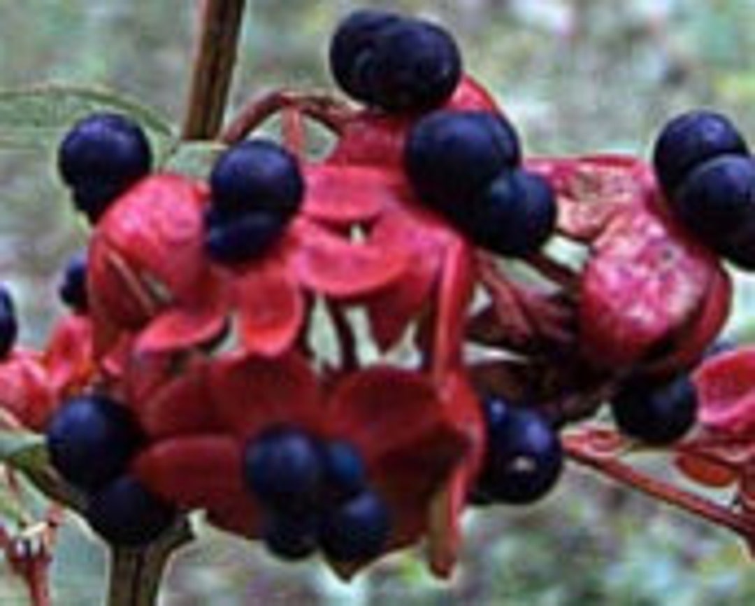 10 Seeds Ochna Serrulate or Mickey Mouse - Etsy